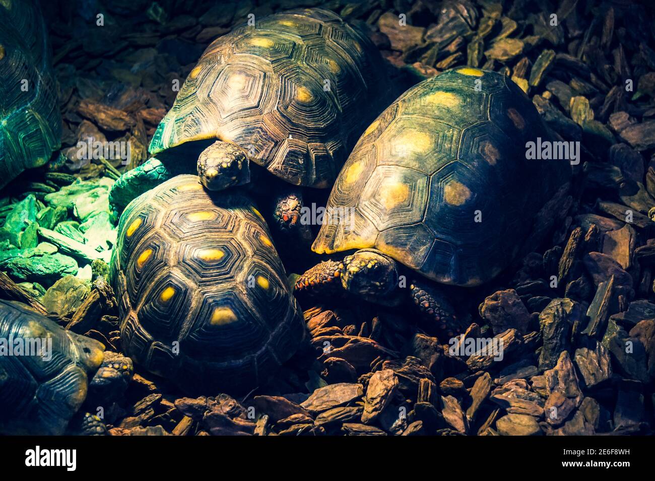 Turtle shell top view hi-res stock photography and images - Alamy