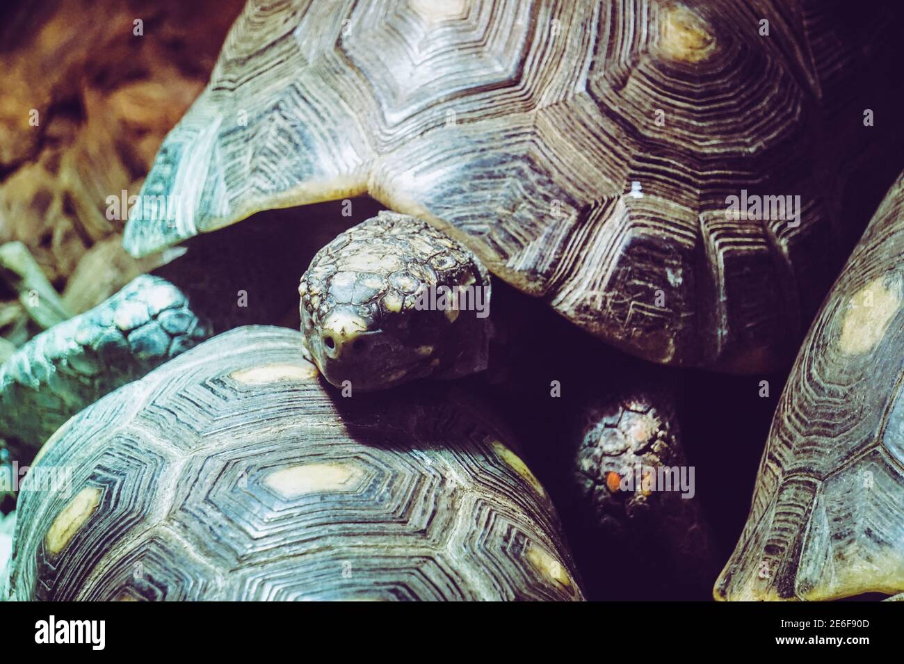 Turtles laying one on another Stock Photo - Alamy