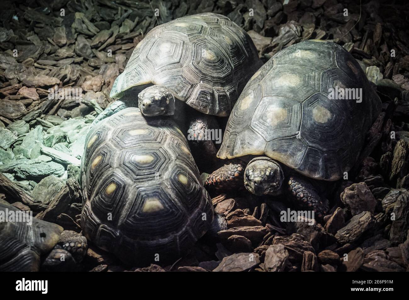 Turtle shell top view hi-res stock photography and images - Alamy