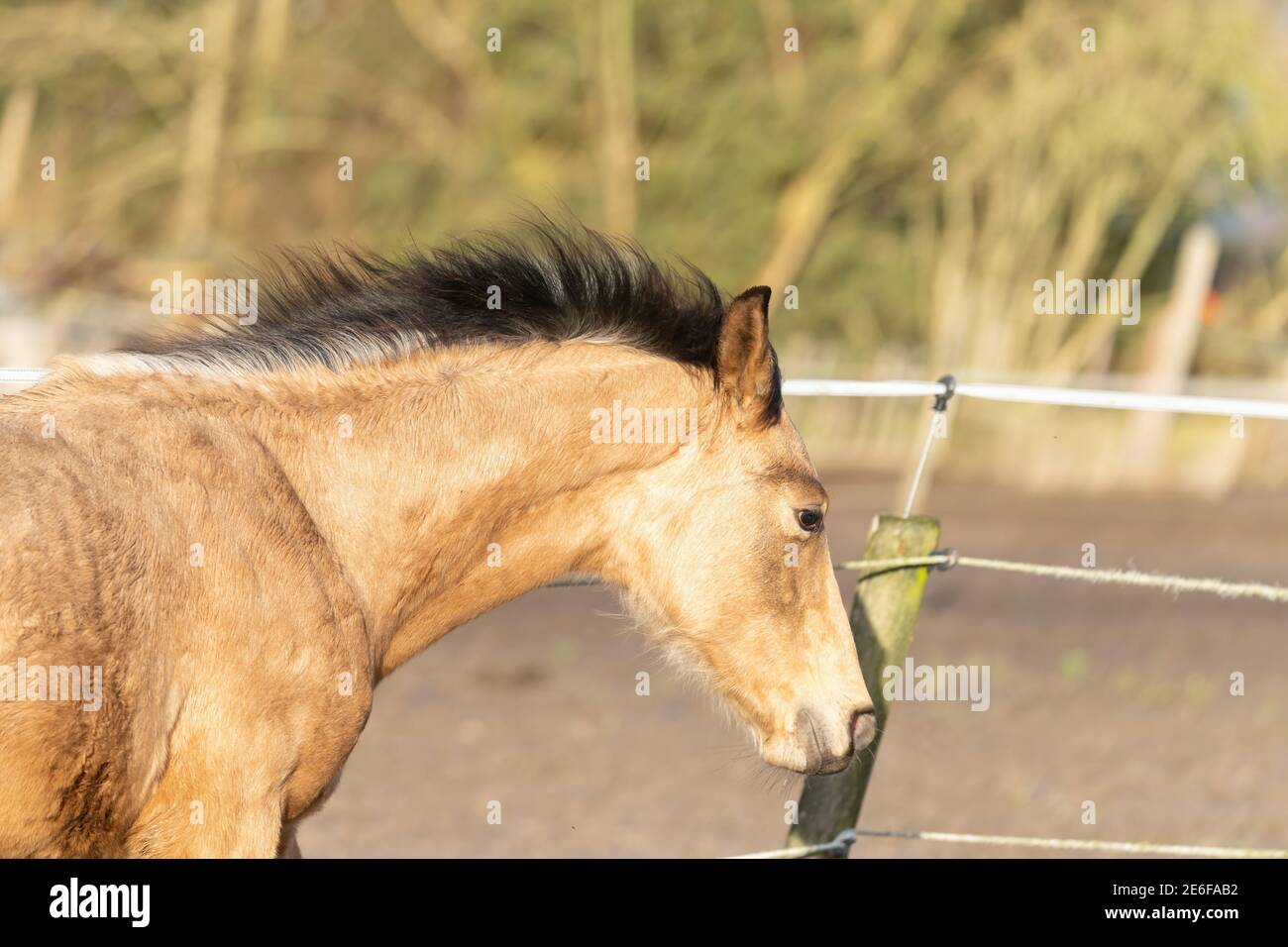 Outdoor side view horse galloping hi-res stock photography and images ...