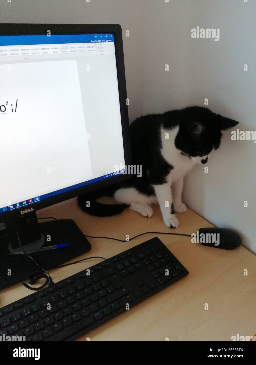 Cat on Desk Stock Photo - Alamy