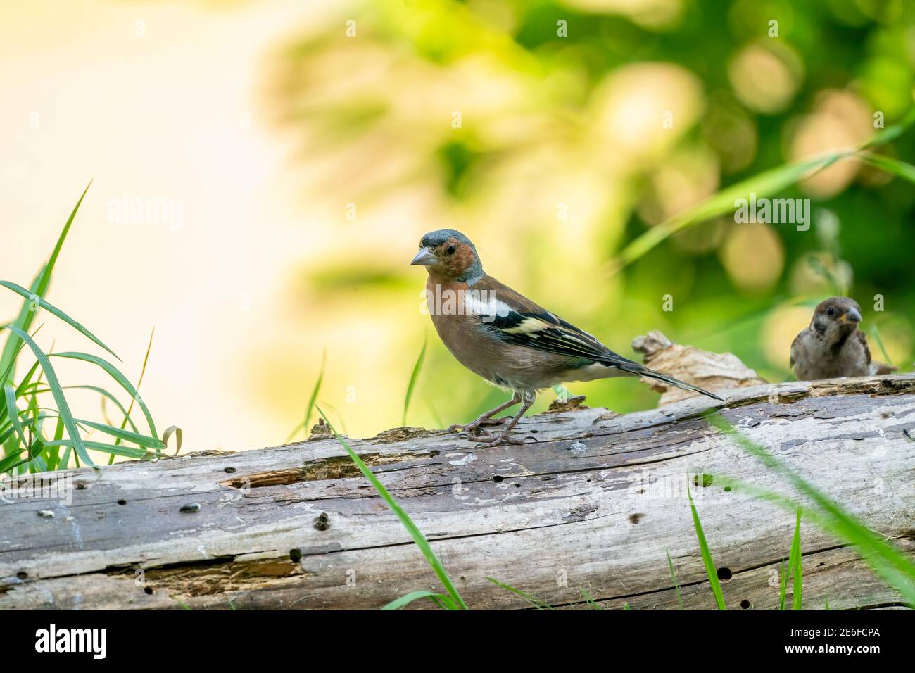 Green and yellow songbird, Greenfinch standing on a tree trunk. In the ...