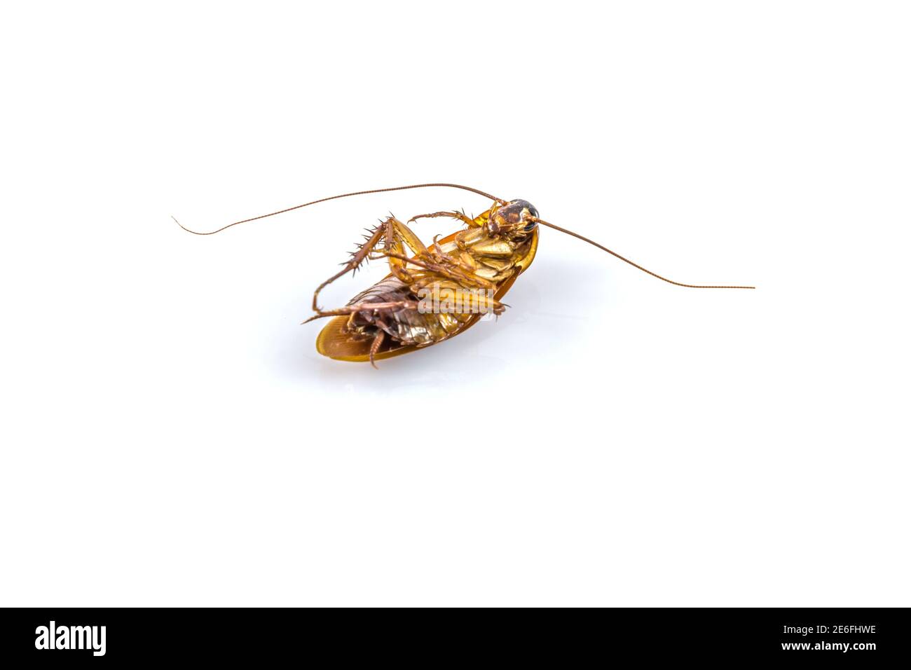 Dead cockroach on a white background Stock Photo - Alamy