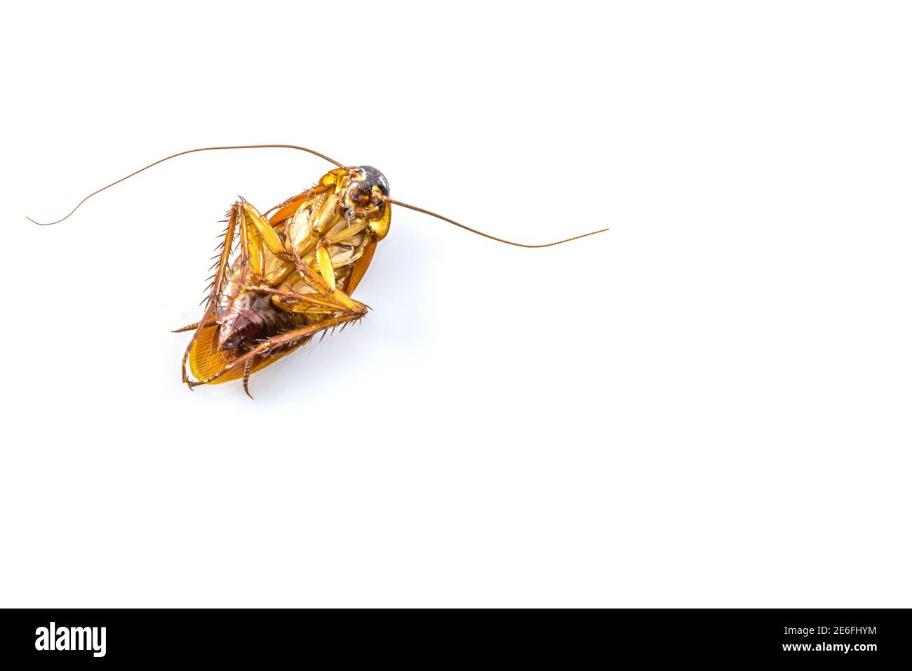 Dead cockroach on a white background Stock Photo - Alamy