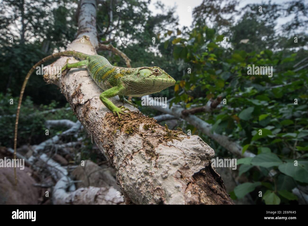 A common monkey lizard (Polychrus marmoratus), sitting in a tree in ...