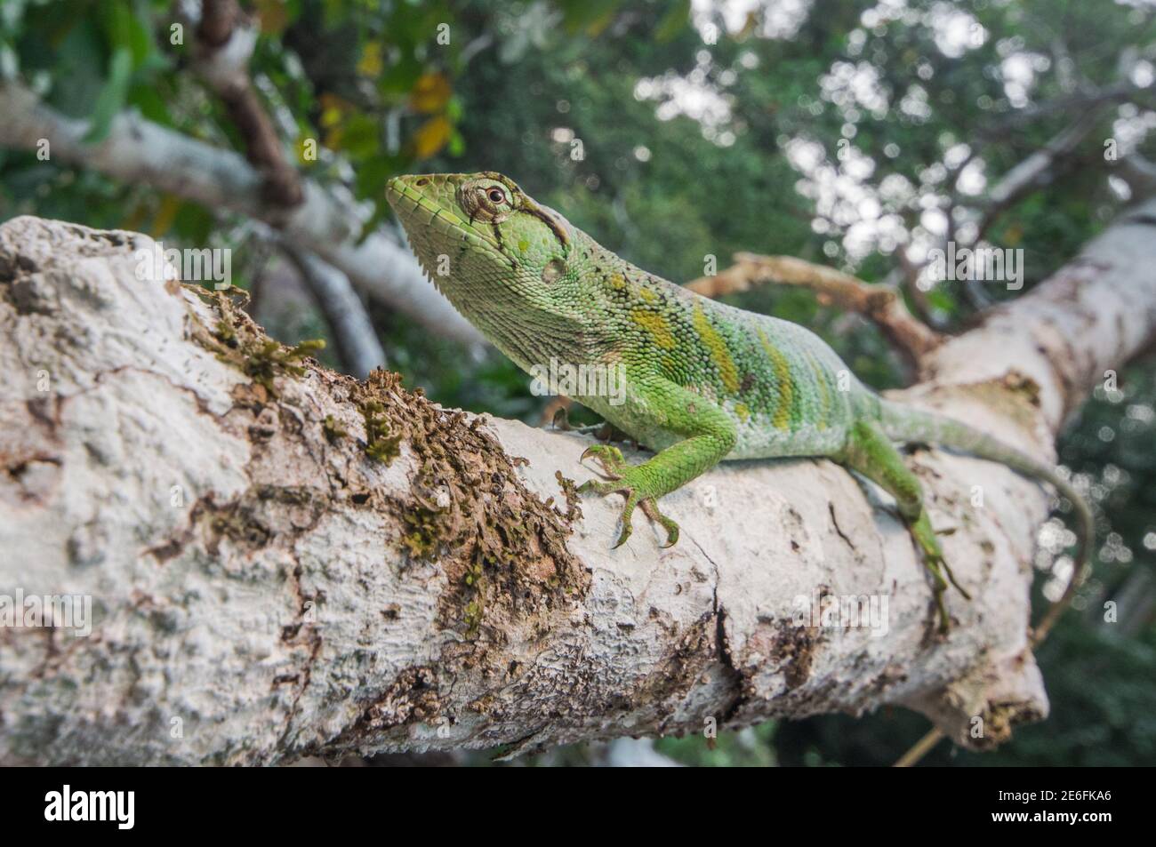 A common monkey lizard (Polychrus marmoratus), sitting in a tree in ...
