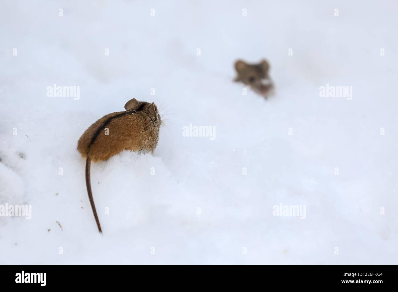 striped field mouse Stock Photo - Alamy