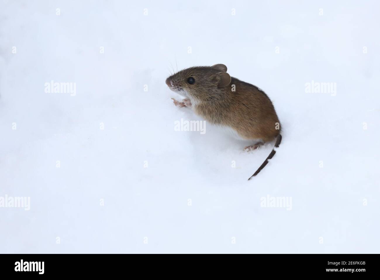 striped field mouse Stock Photo - Alamy