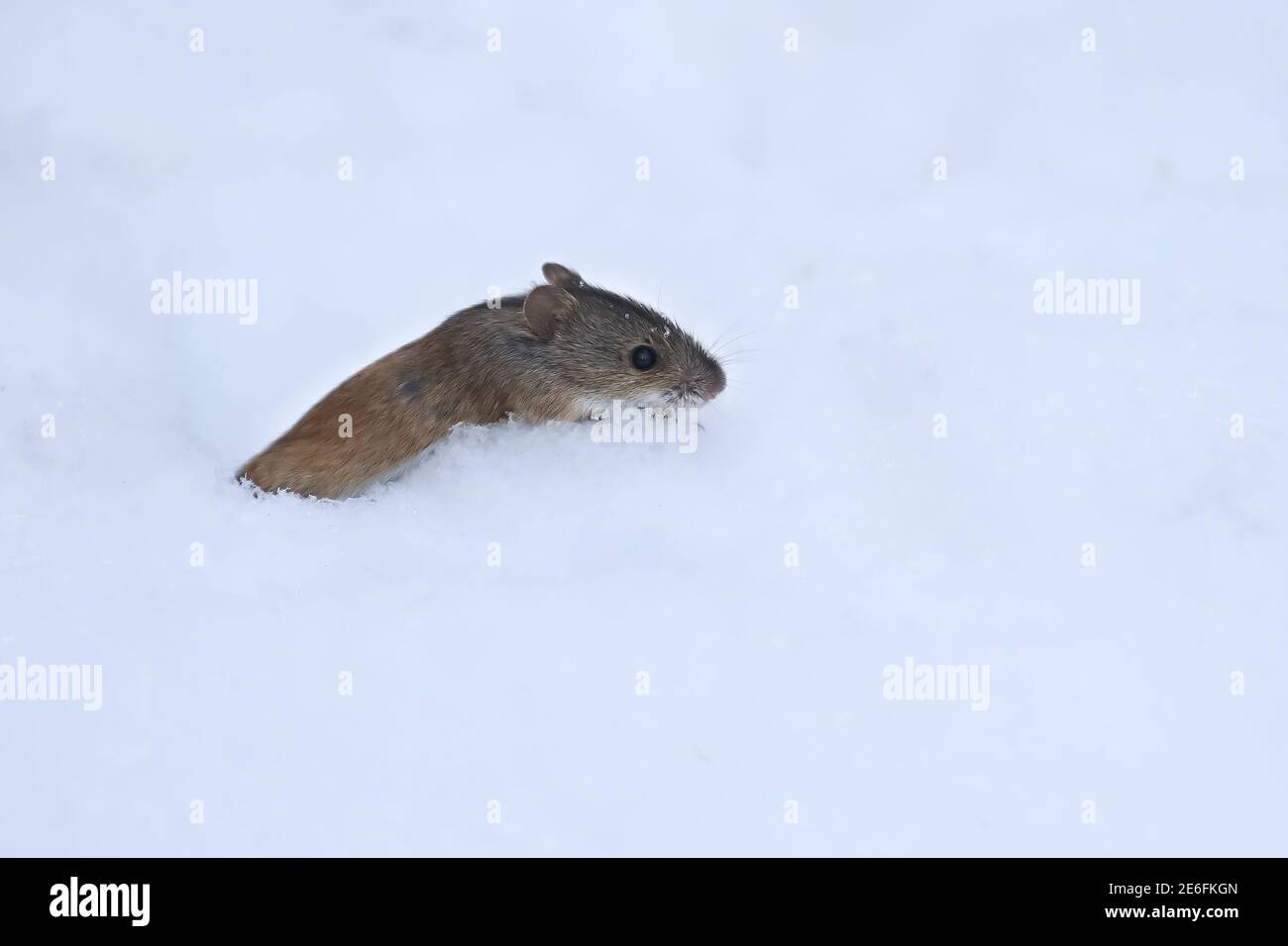 striped field mouse Stock Photo - Alamy