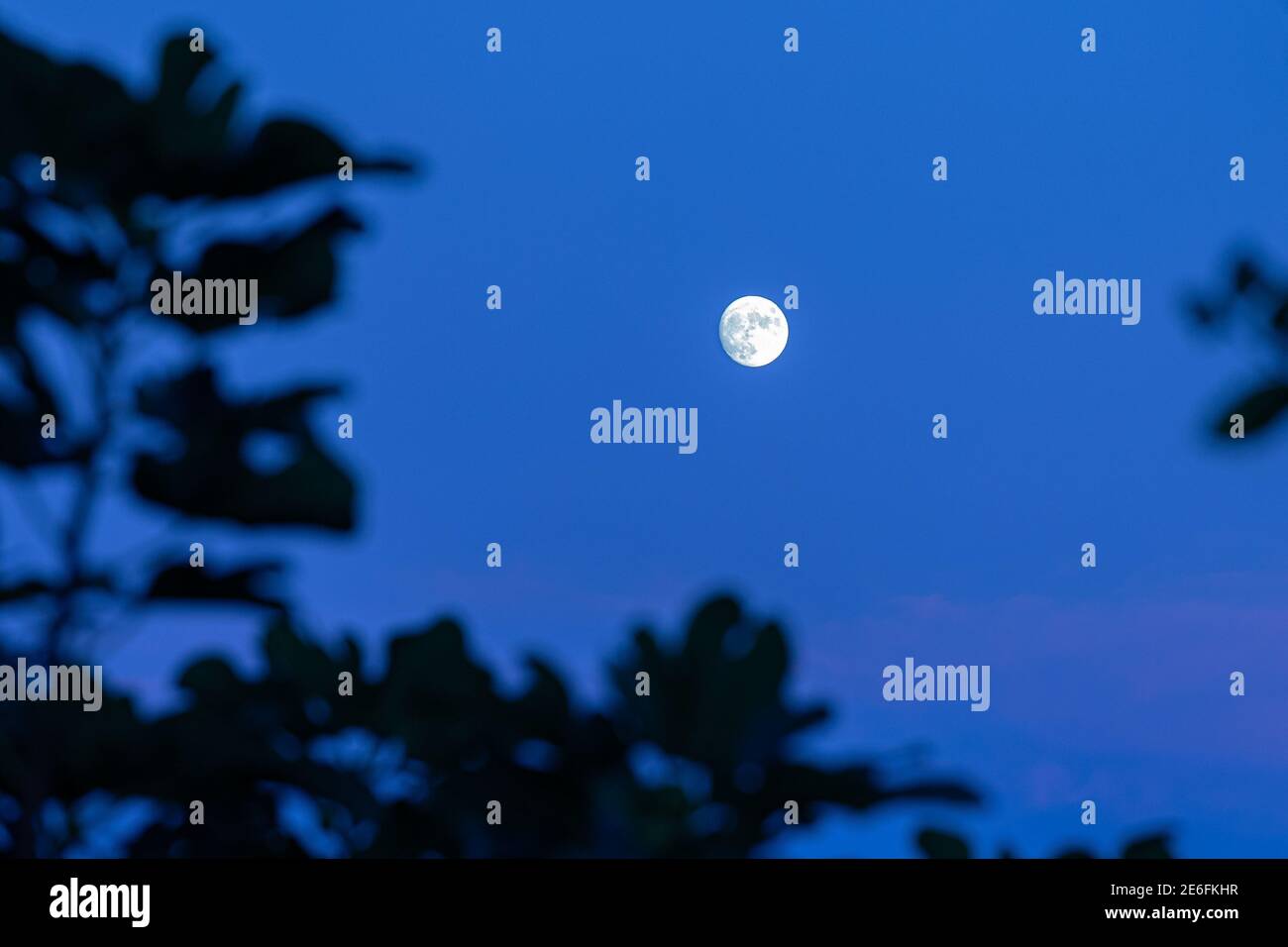 The full moon and backlit trees Stock Photo - Alamy