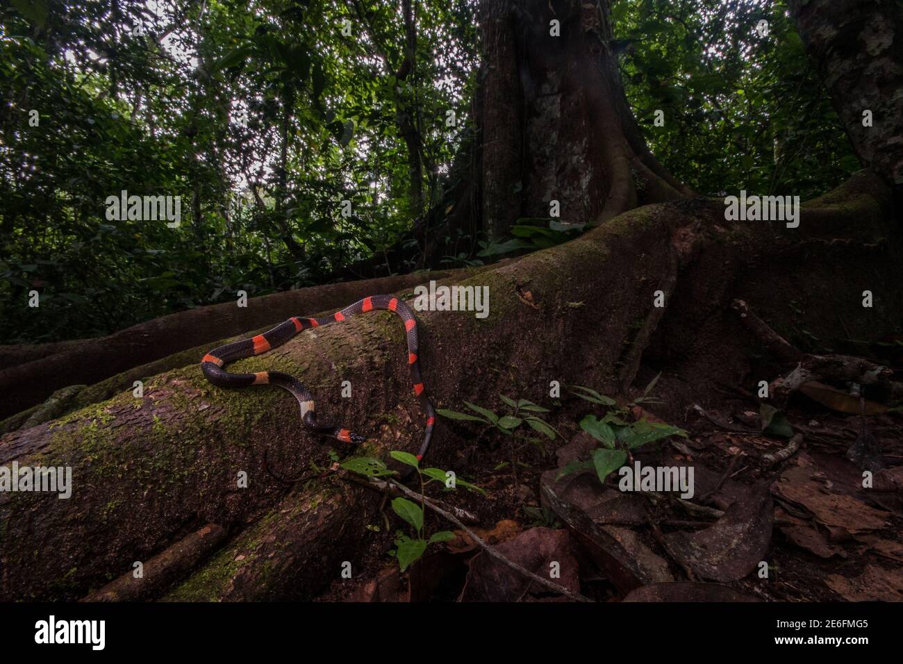 Snake tree roots hi-res stock photography and images - Alamy