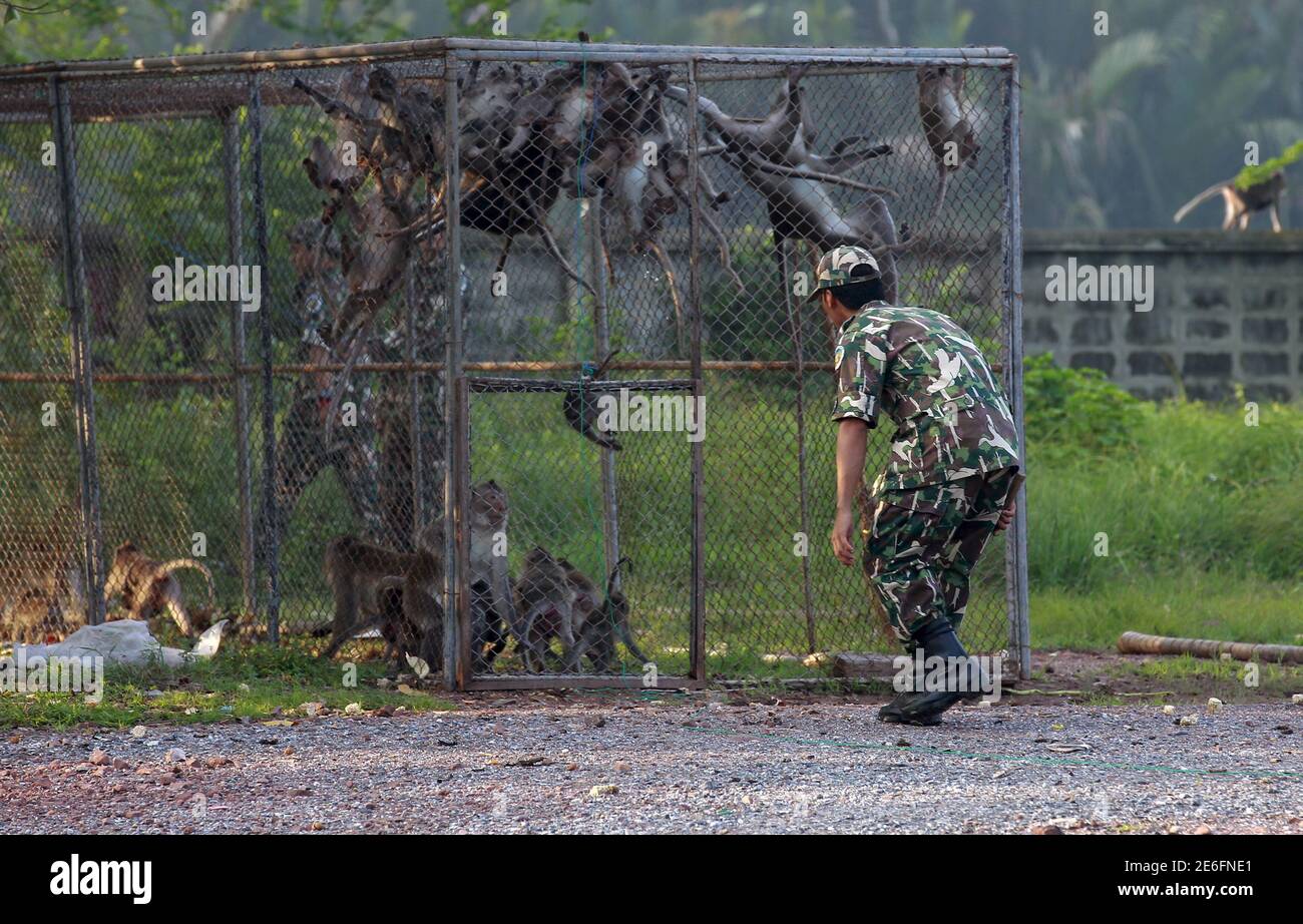 Macaque monkeys cage hi-res stock photography and images - Alamy