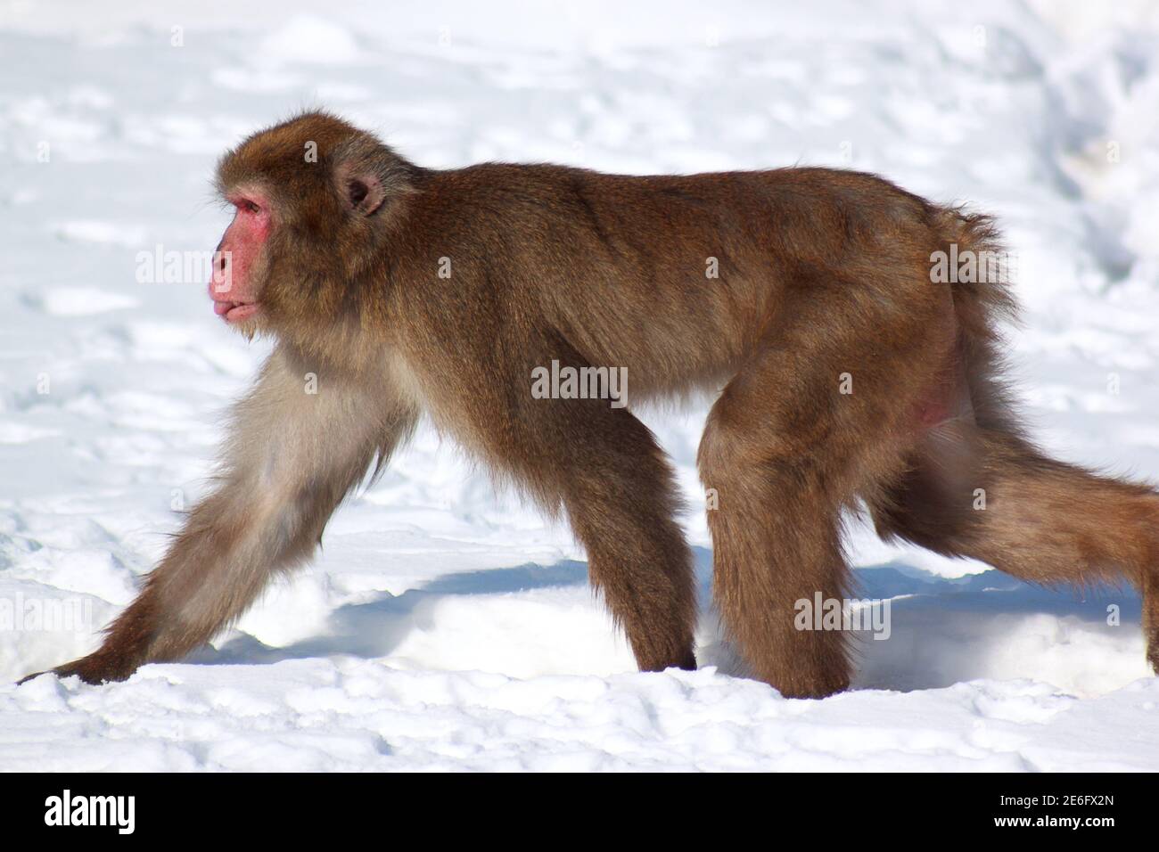 Japanese macaque walking on cold white snow. Animals in wildlife Stock ...