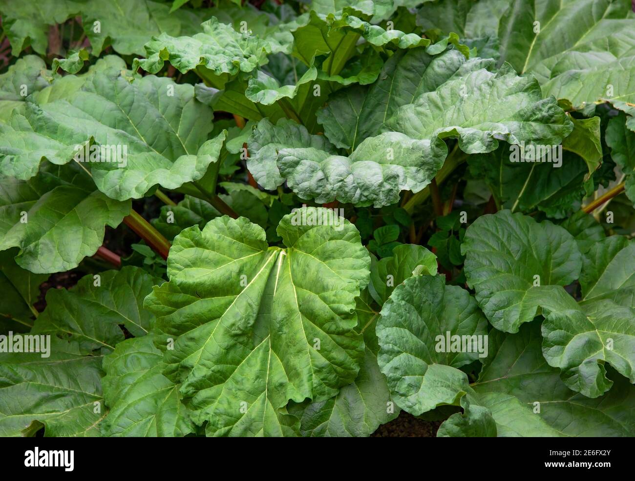 Ripe rhubarb grows in the garden. Lots of rhubarb Stock Photo - Alamy