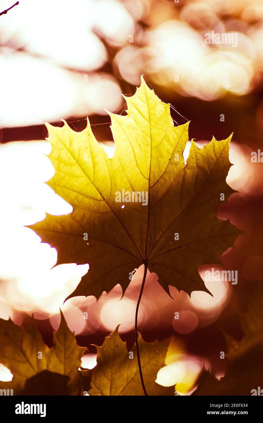 Single big leaf maple hi-res stock photography and images - Alamy