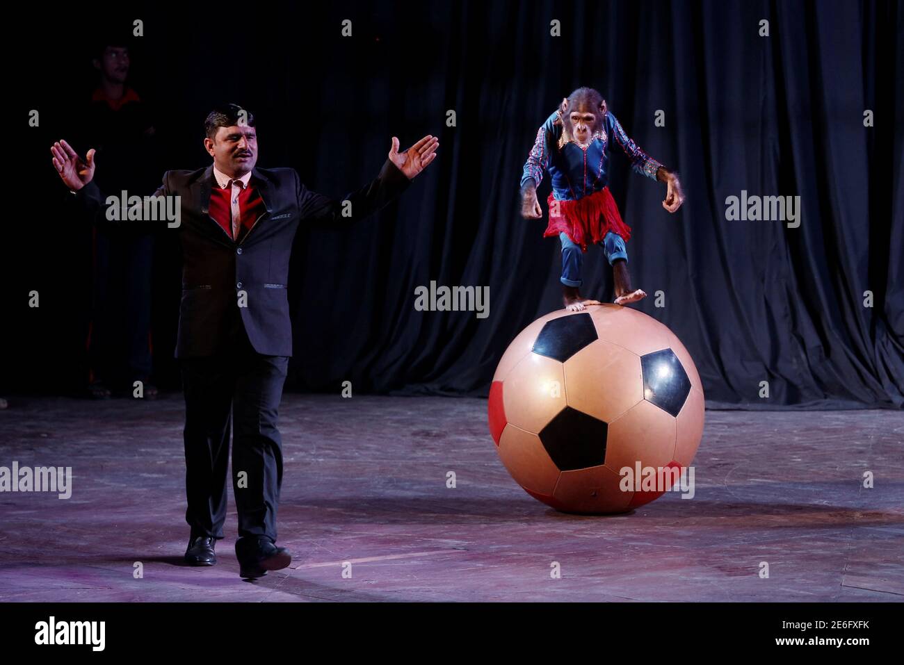 Chimpanzee circus hi-res stock photography and images - Alamy