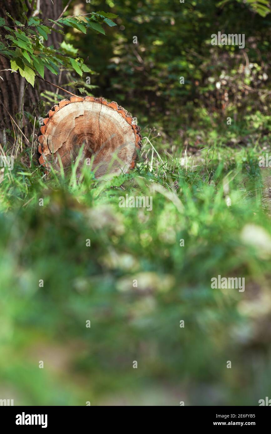 A log lying in the forest on the ground Stock Photo - Alamy