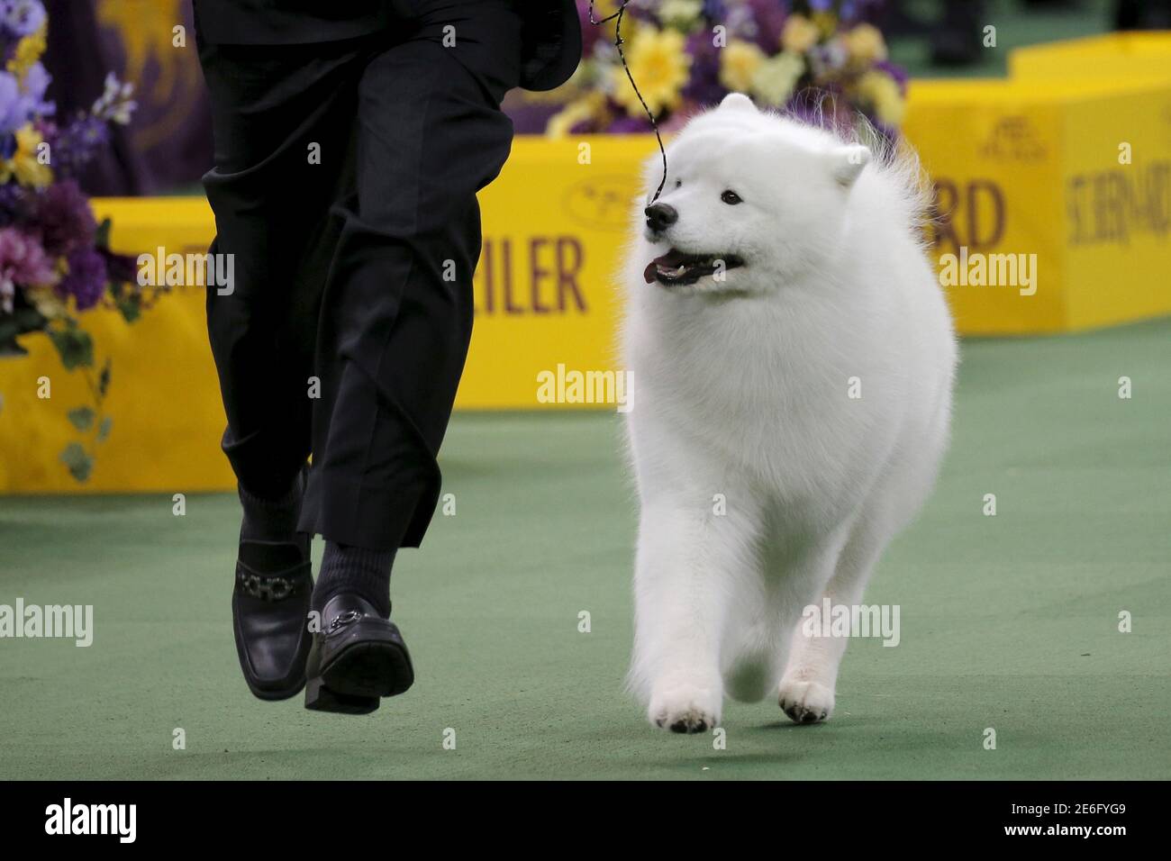 Samoyed westminster dog show hi-res stock photography and images - Alamy