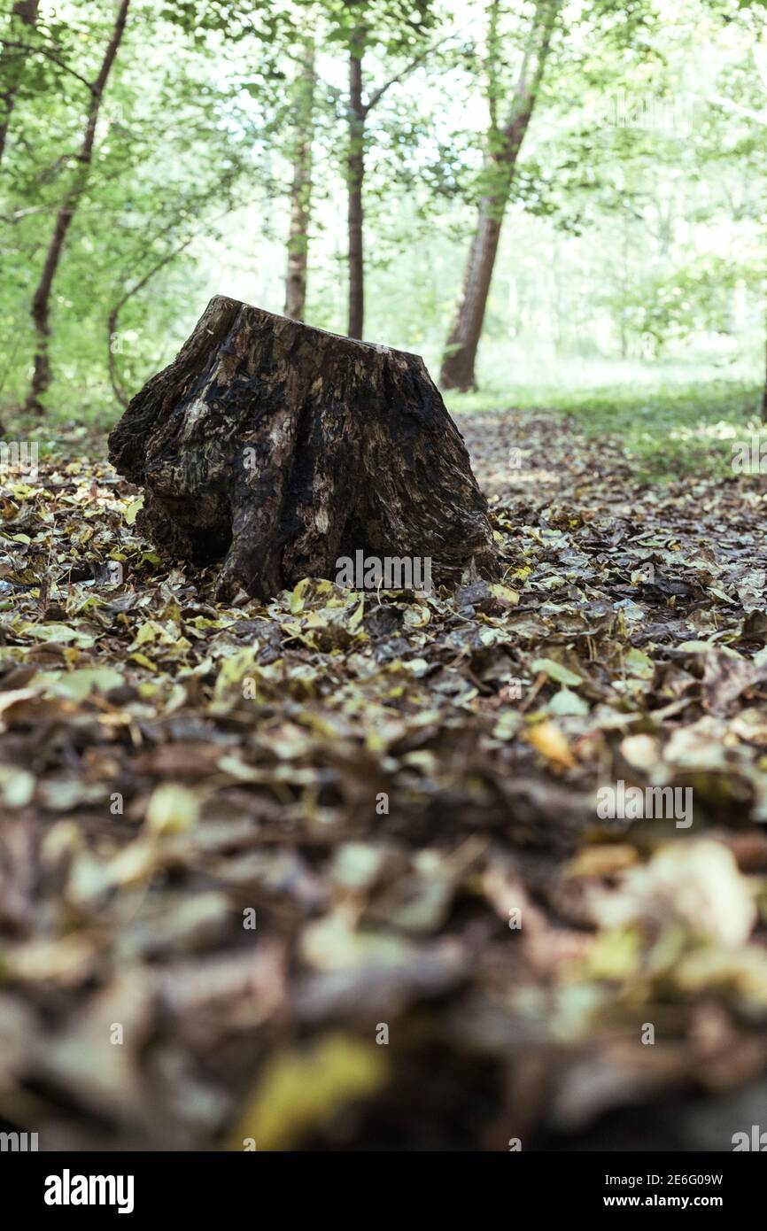 Big old dead oak tree in an oak forest hi-res stock photography and ...