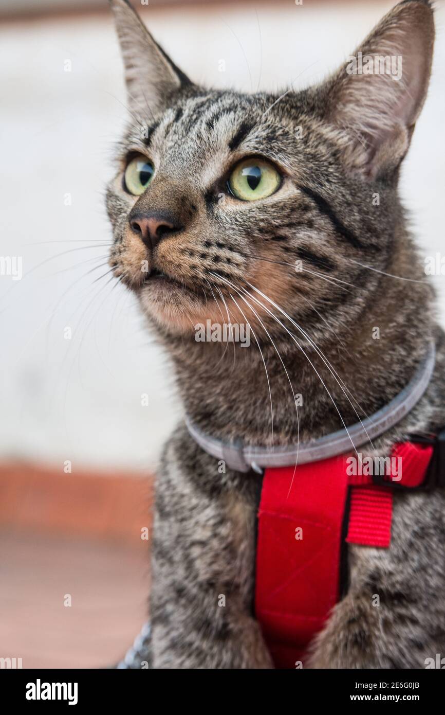 Leishmania hi-res stock photography and images - Alamy