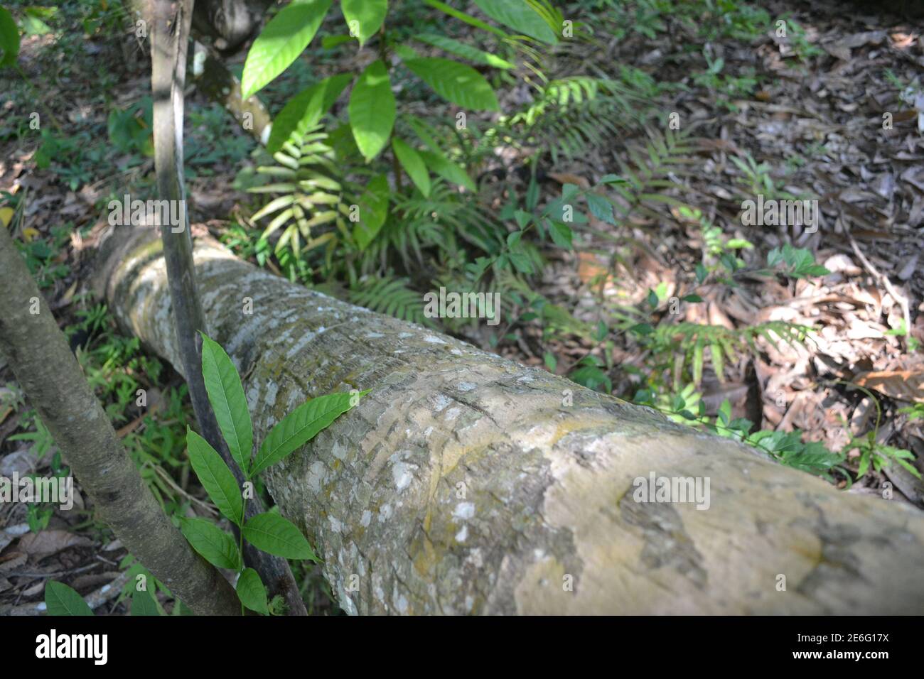 the trunk of a coconut tree that collapsed and decayed in a tropical ...