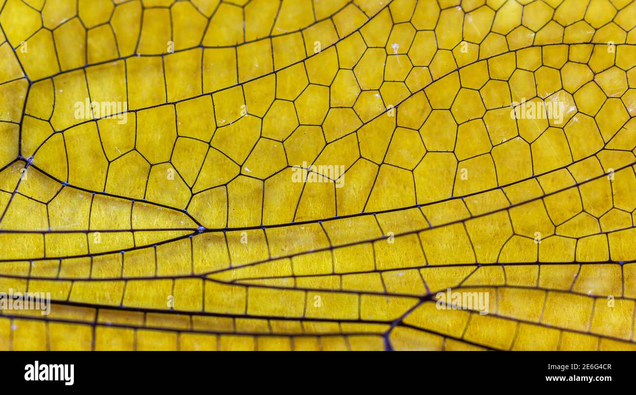 Macro shot of golden yellow dragonfly wing texture Stock Photo - Alamy