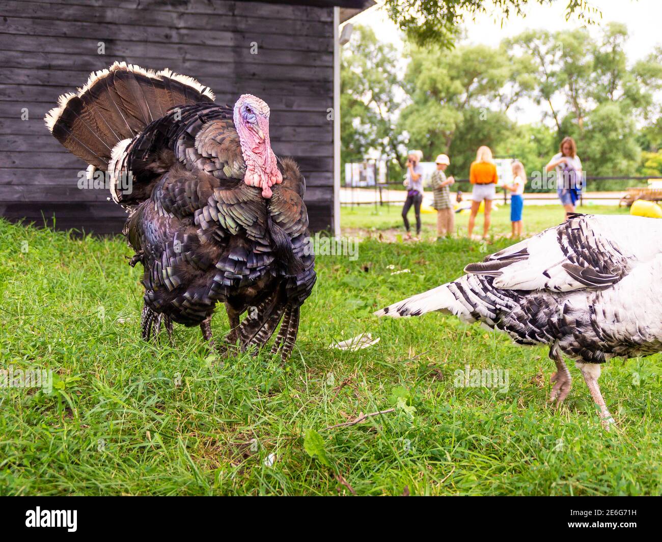the male of the bronze turkey in mating games has spread its tail ...