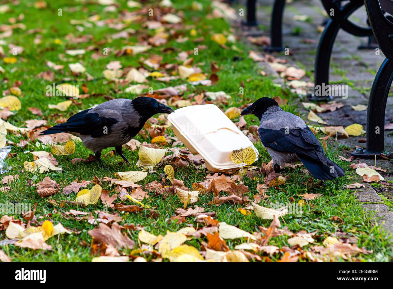 Bird Eating Garbage High Resolution Stock Photography and Images - Alamy