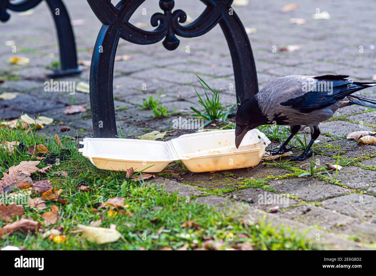 Bird Eating Garbage High Resolution Stock Photography and Images - Alamy