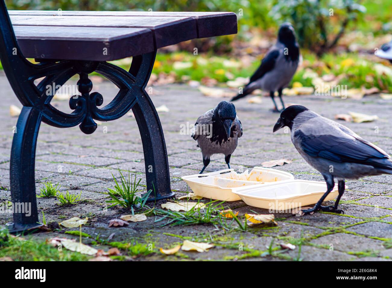 Crow eating garbage hi-res stock photography and images - Alamy