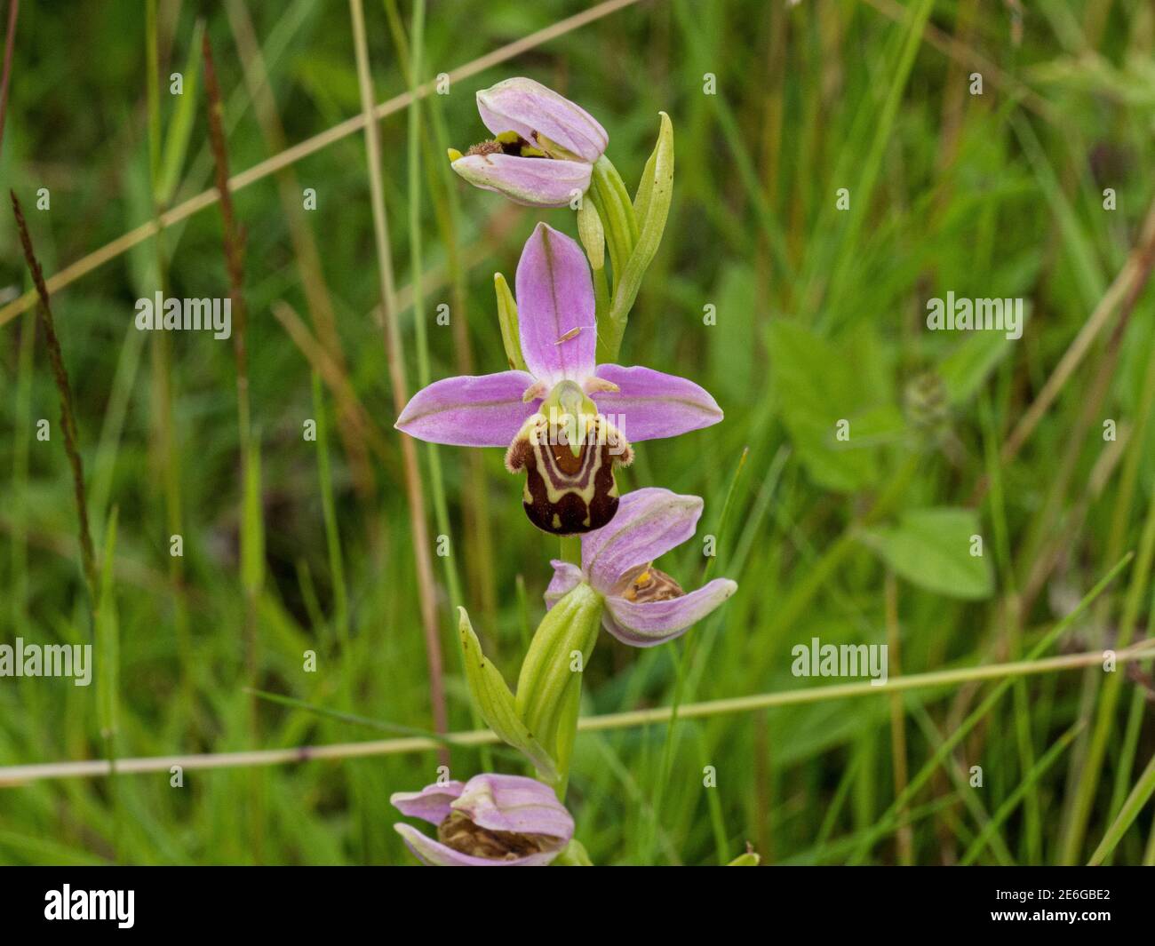 Grassland pink flowers hi-res stock photography and images - Alamy