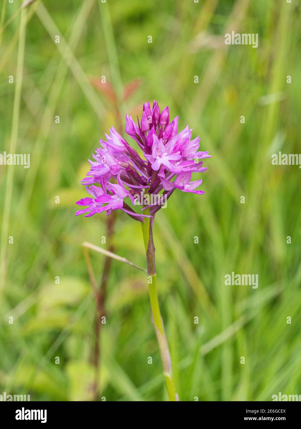 Flower pyramid flower pyramid hi-res stock photography and images - Alamy