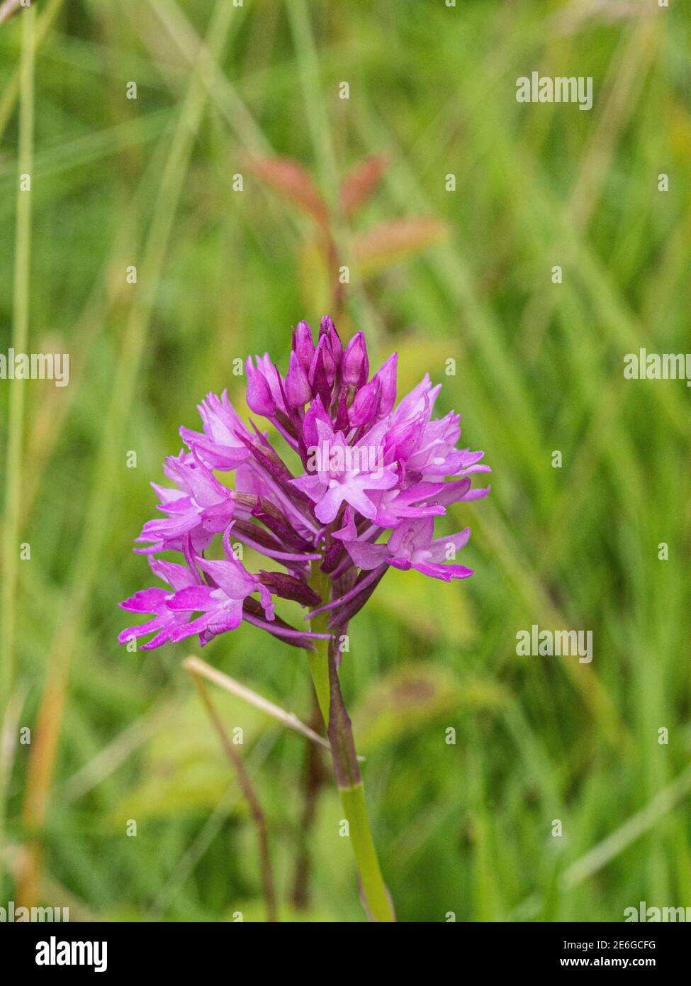 Flower pyramid flower pyramid hi-res stock photography and images - Alamy