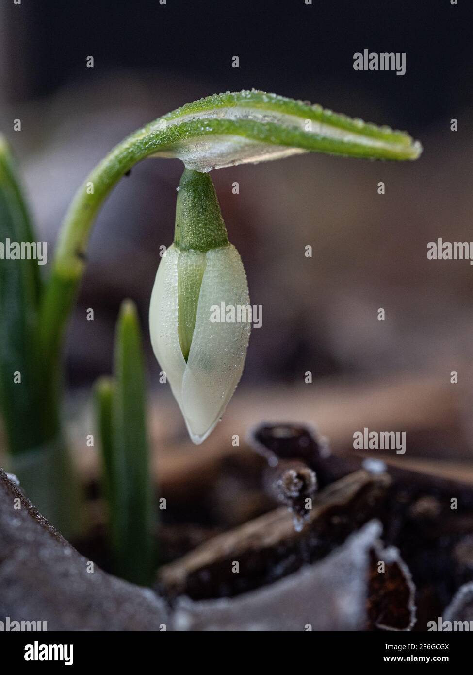 A ground level close up of a single snowdrop bud just ready to open ...