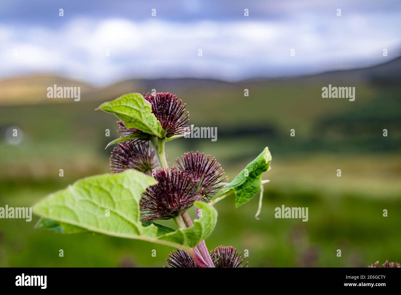 Irish wildflower Lesser Burdock, Artium minus, during the summer Stock ...