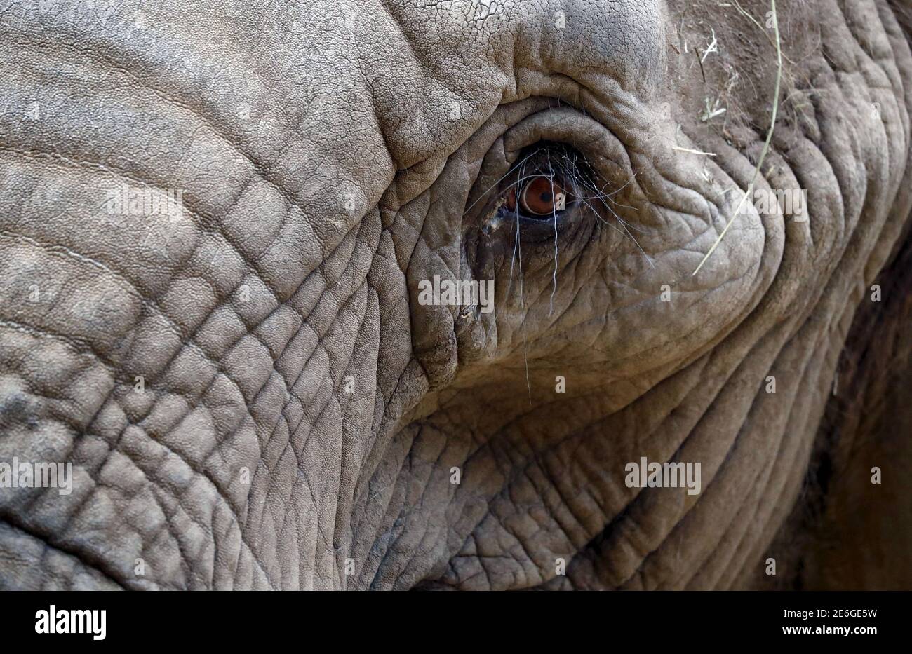 Elephant eyes hi-res stock photography and images - Alamy