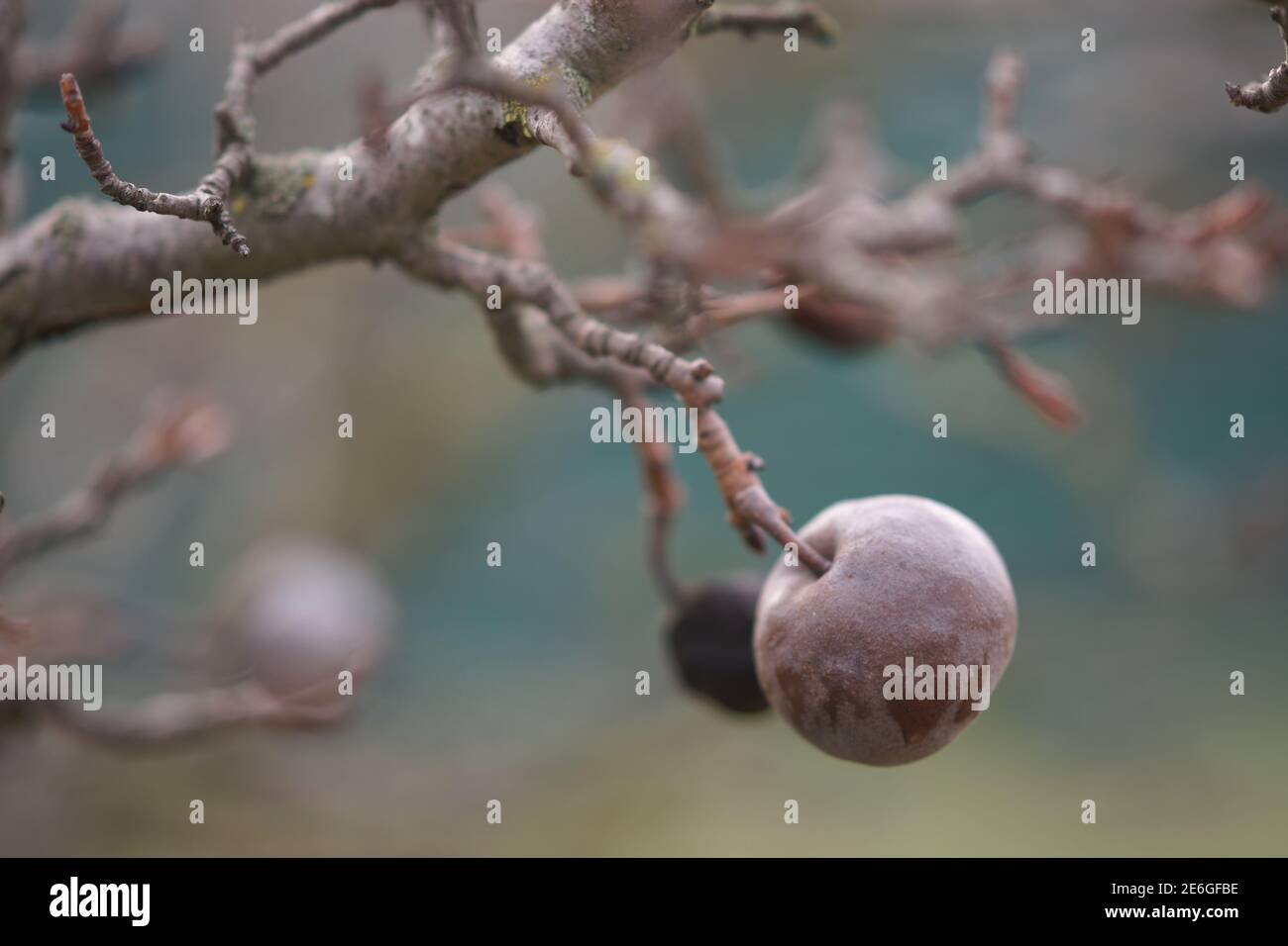 Wrinkled pears hi-res stock photography and images - Alamy