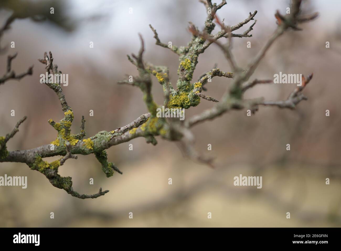 Death pear hi-res stock photography and images - Alamy
