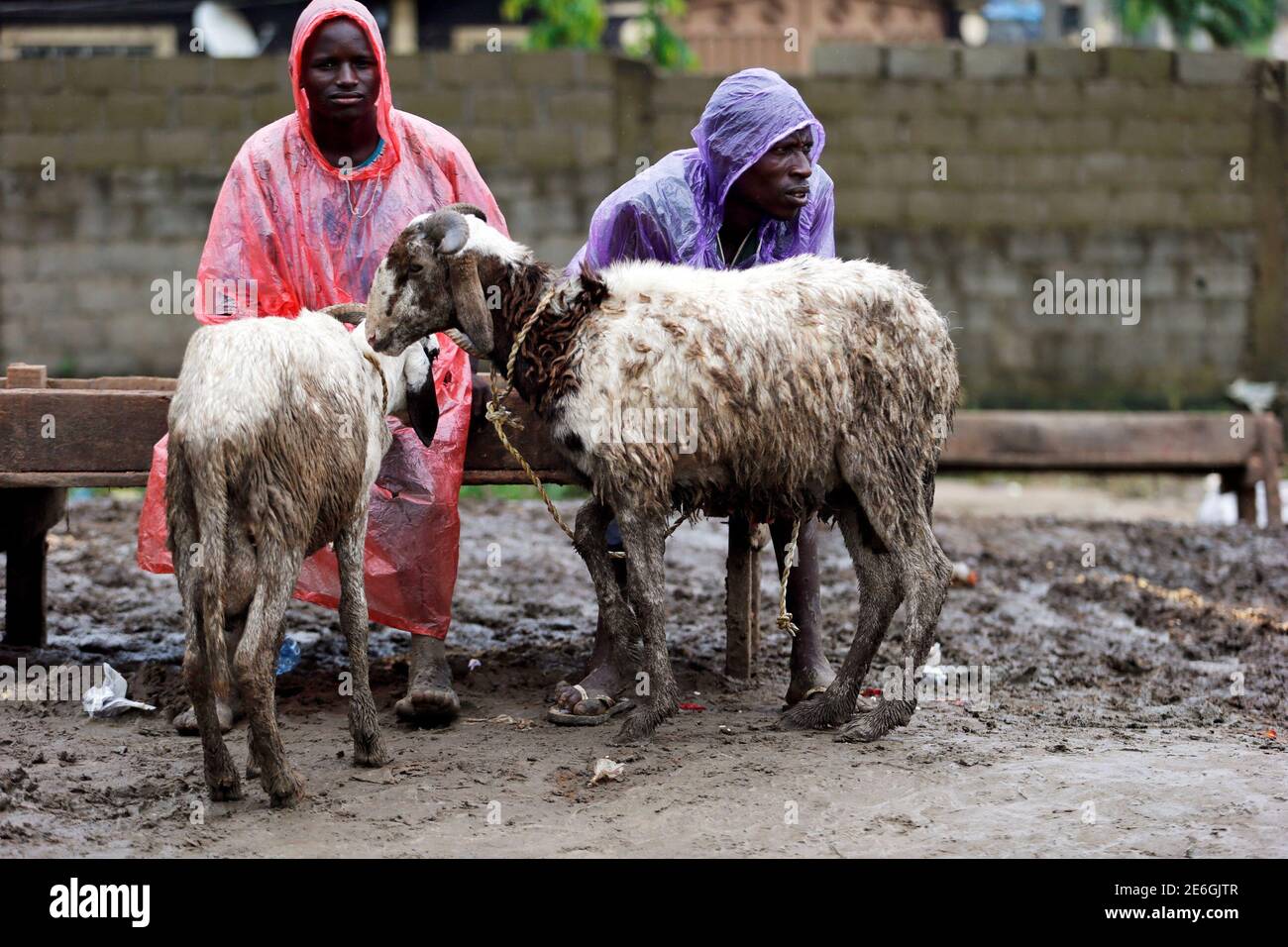 Selling Sheep High Resolution Stock Photography and Images - Alamy