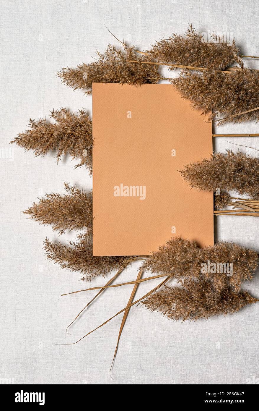 Flat lay with group of natural dried reed flowers and blank camel ...