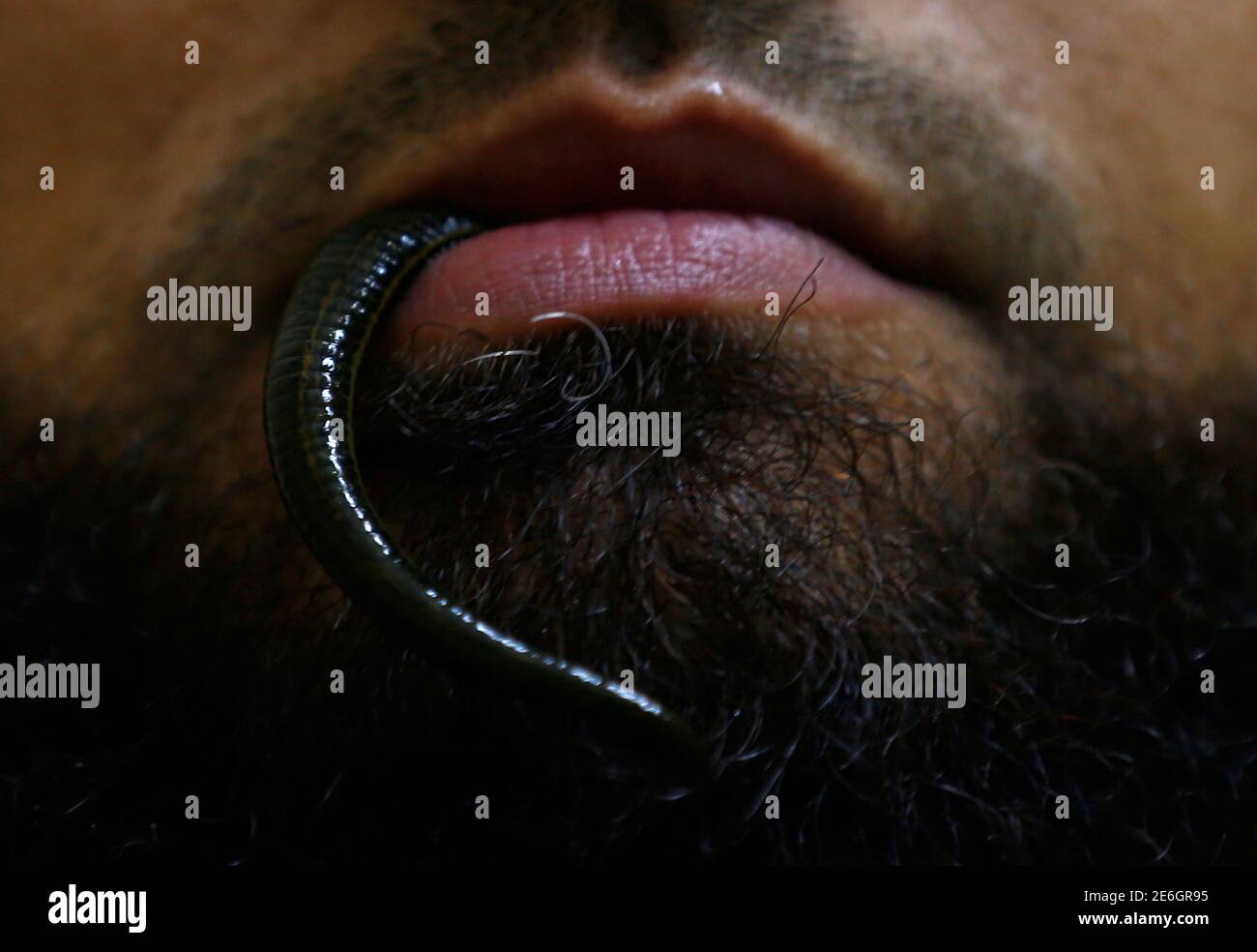 Leech mouth hi-res stock photography and images - Alamy