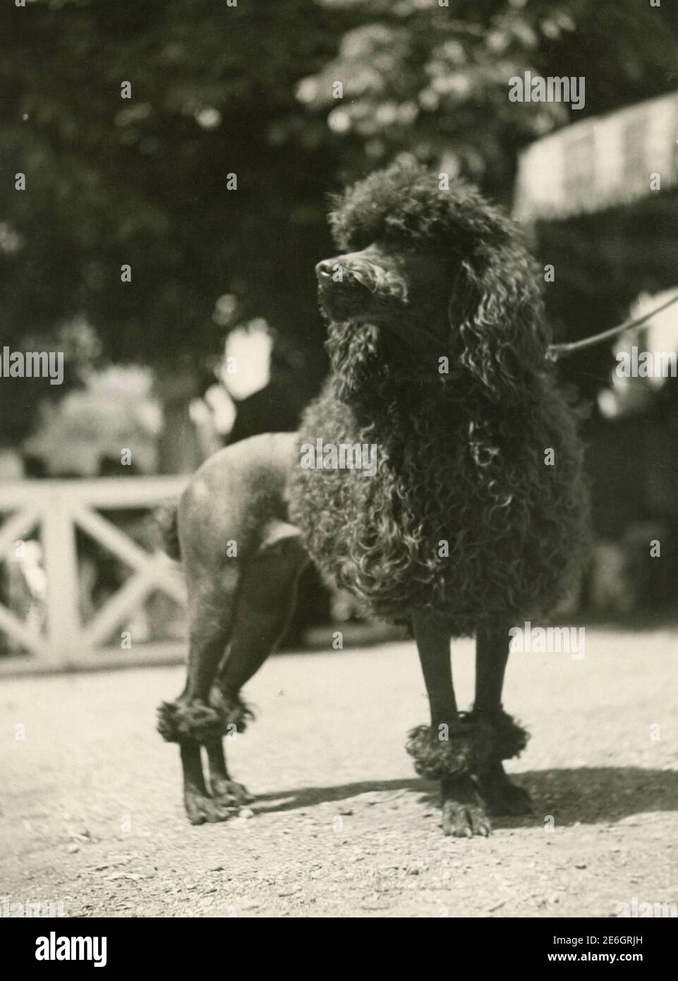 Poodle dog, 1960s Stock Photo - Alamy