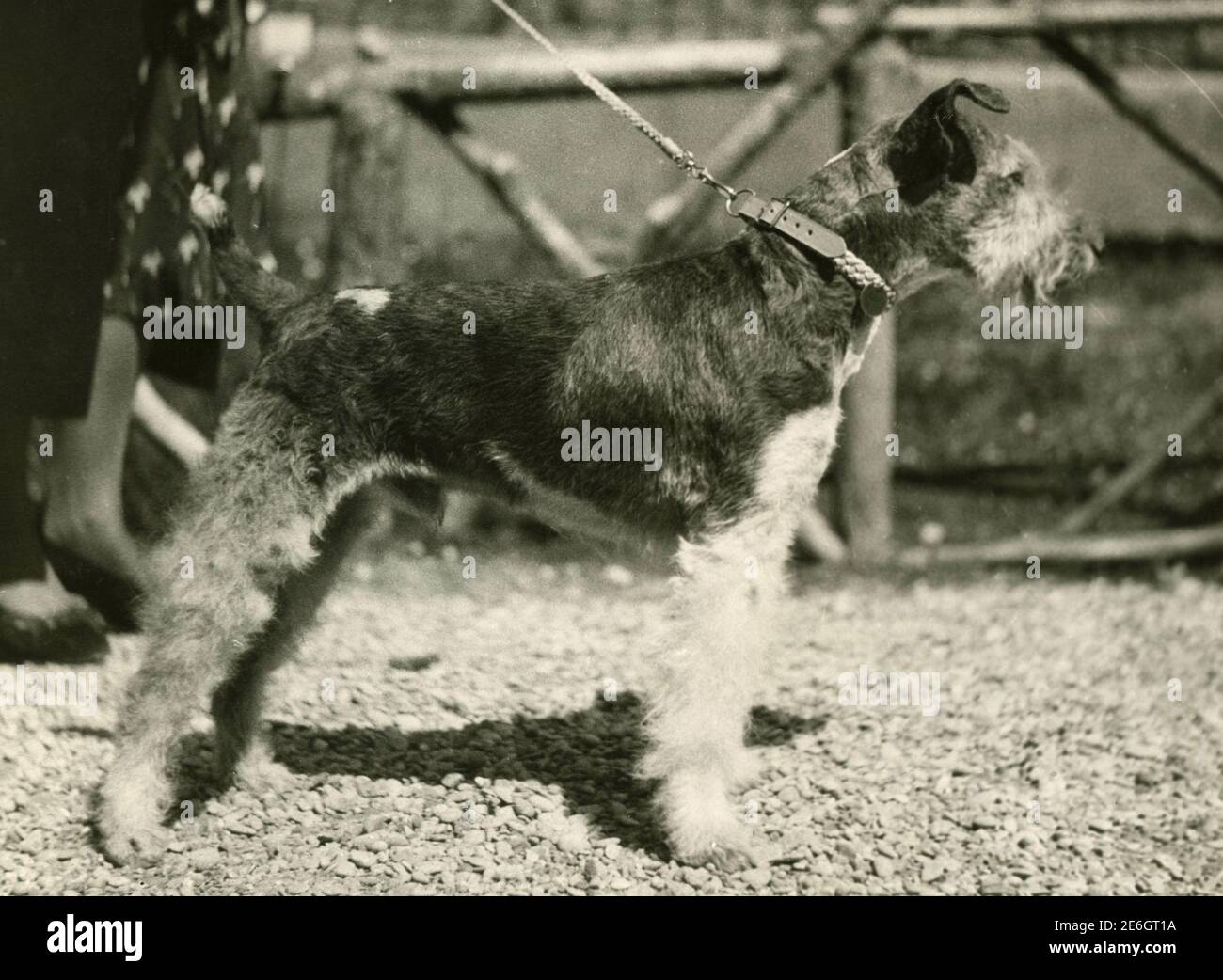 Fox terrier dog, 1960s Stock Photo - Alamy