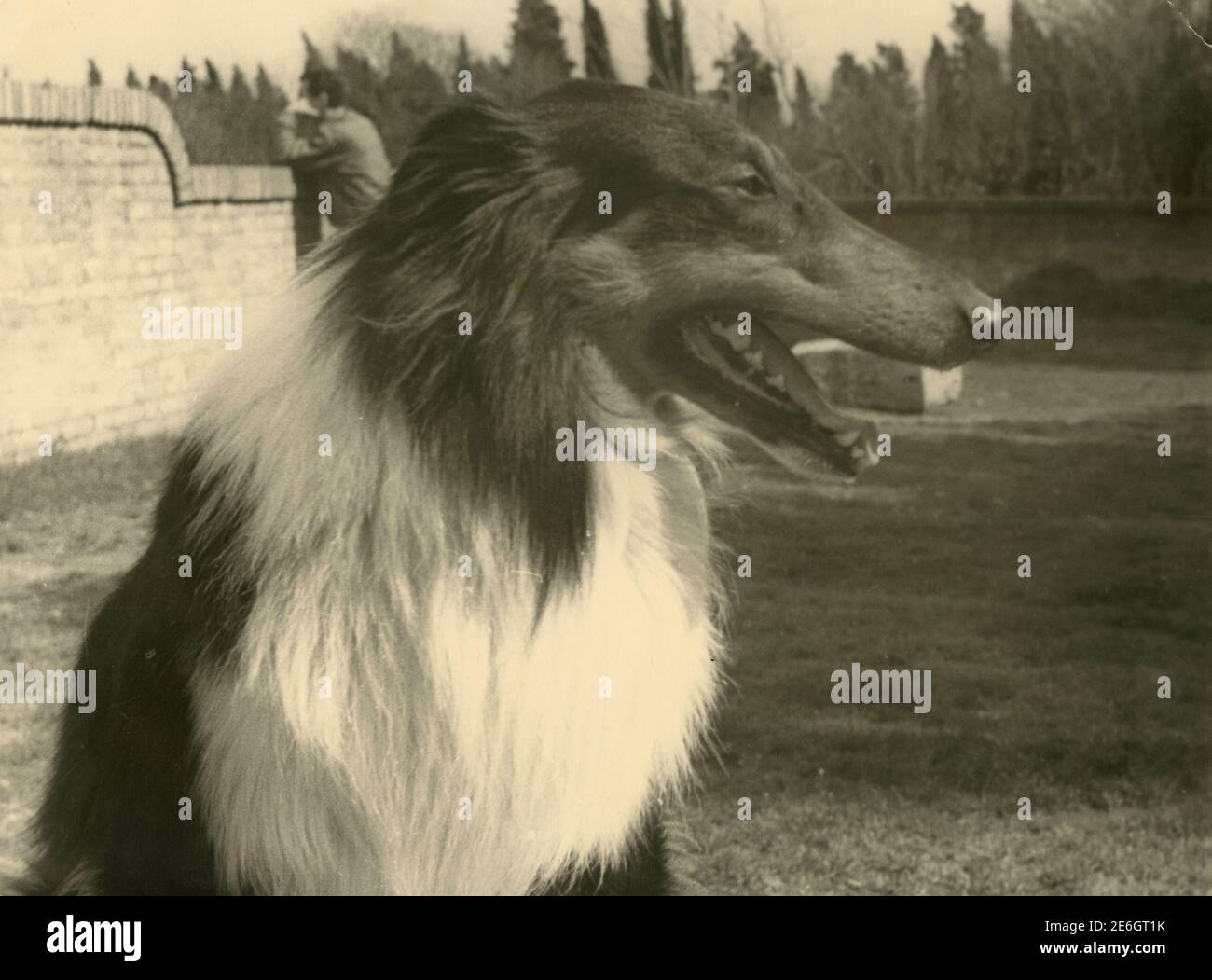 1960s dog hi-res stock photography and images - Alamy