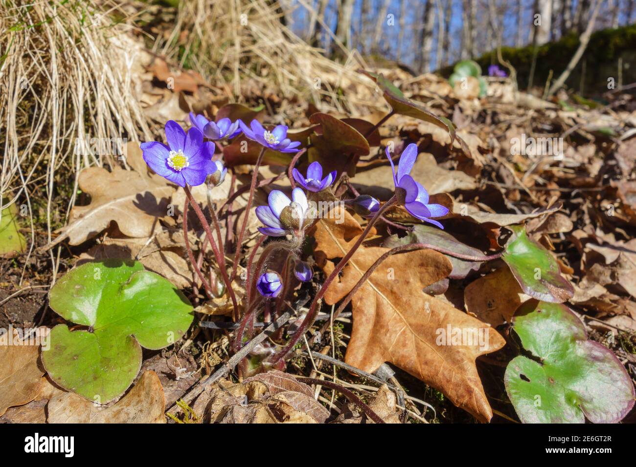 Hepatica nobilis liverleaf ranunculaceae hi-res stock photography and ...