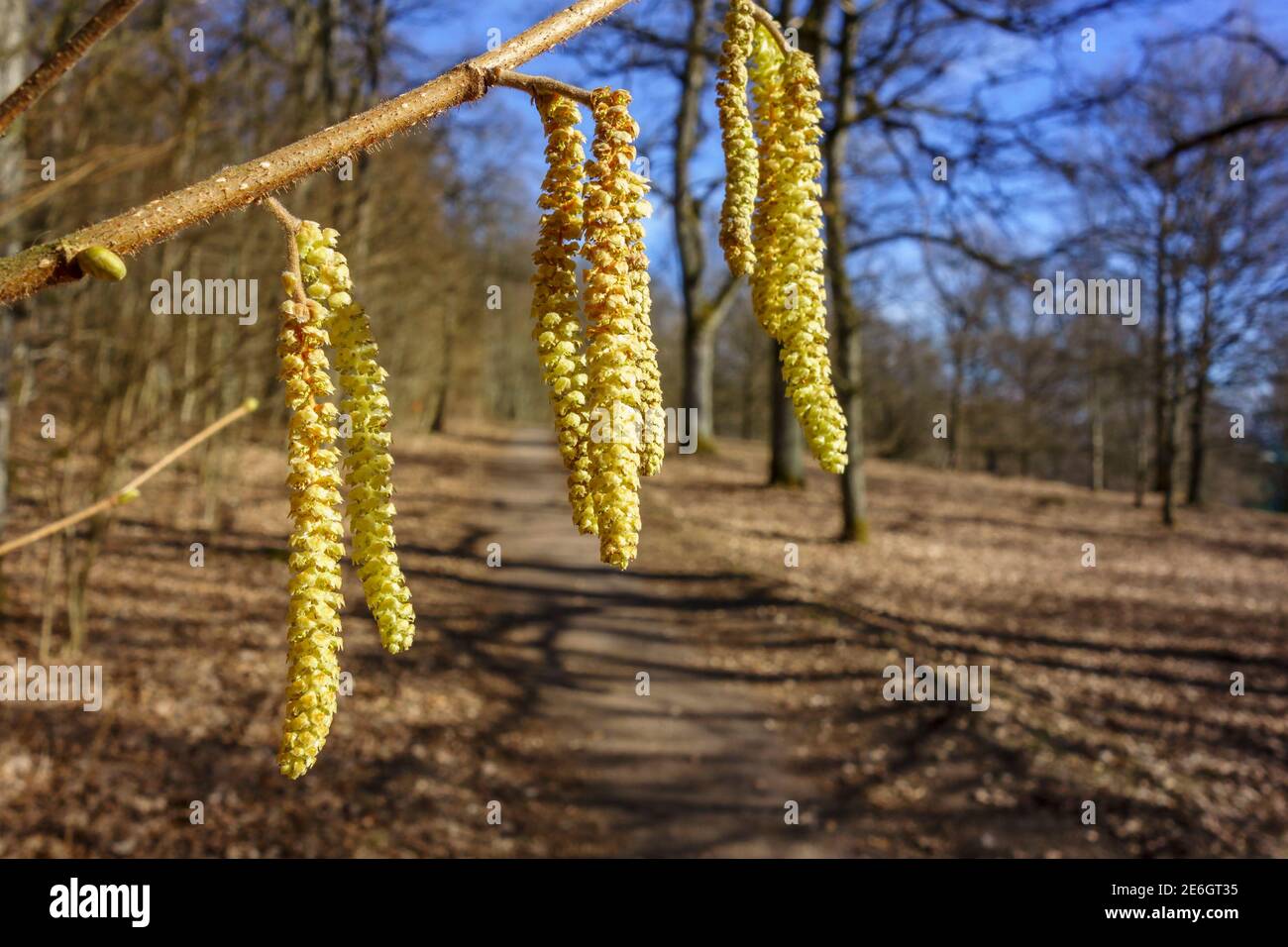 Catkins hangin on a tree branch in early spring Stock Photo - Alamy