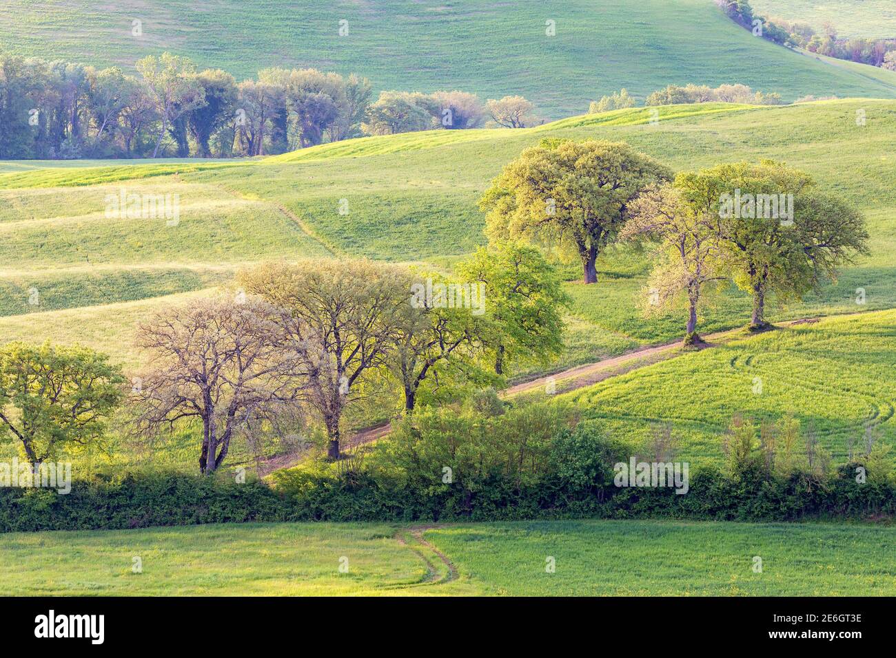 Treeline field hi-res stock photography and images - Alamy
