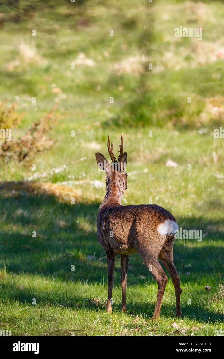 Roe buck behind a hi-res stock photography and images - Alamy
