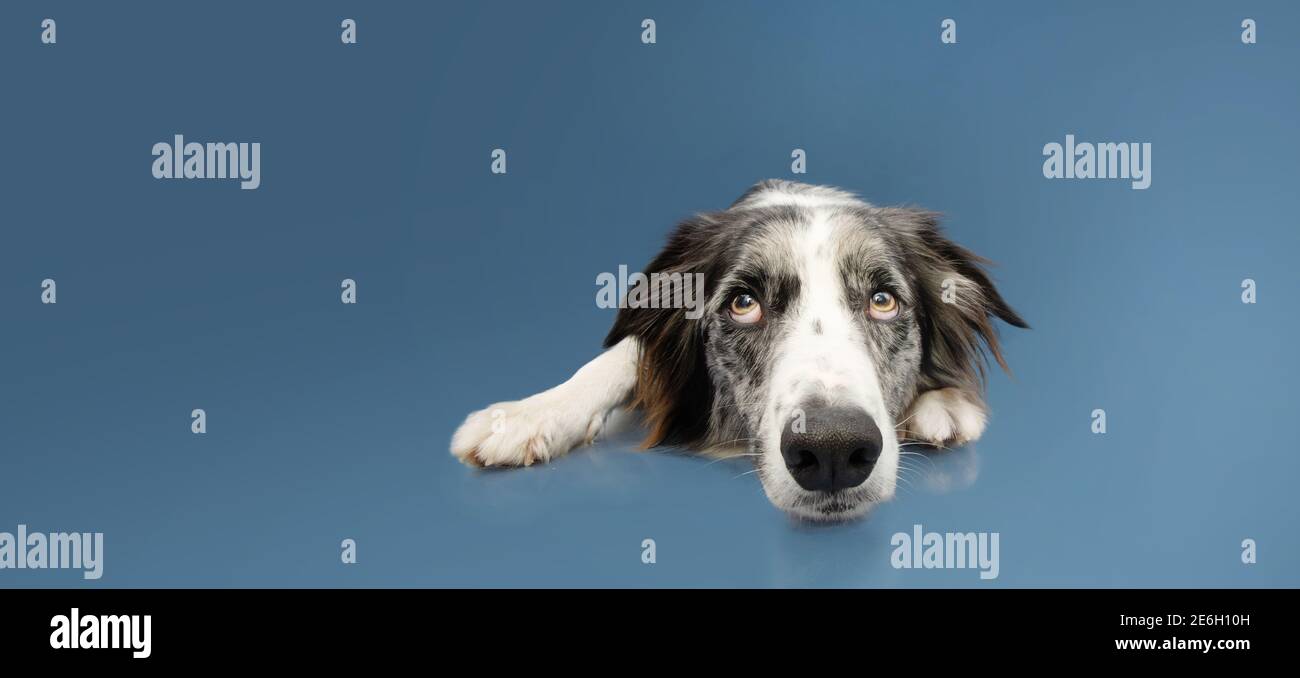 Sad border collie dog looking up and lying down on blue colored ...