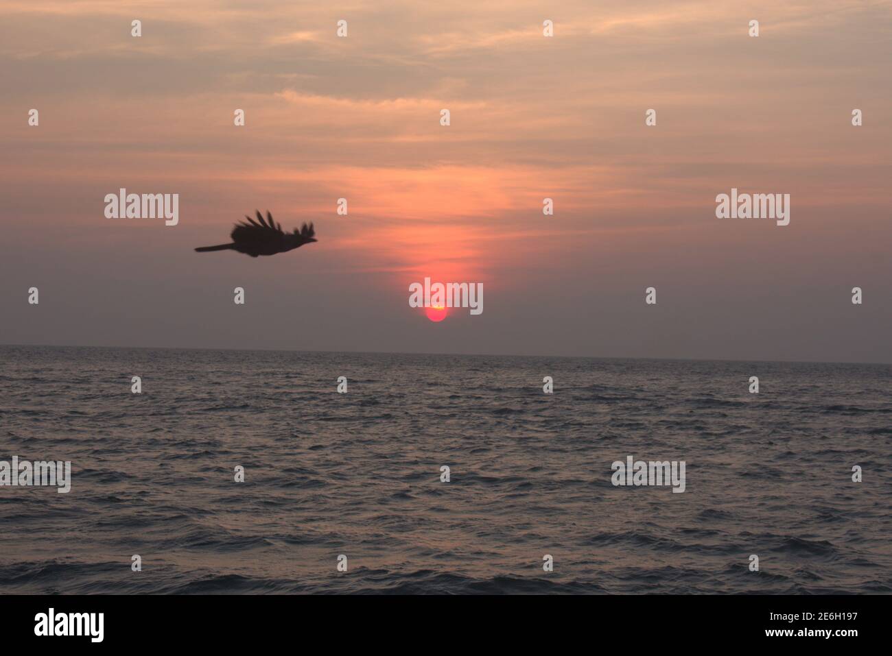 Beautiful sunset with a bird hi-res stock photography and images - Alamy